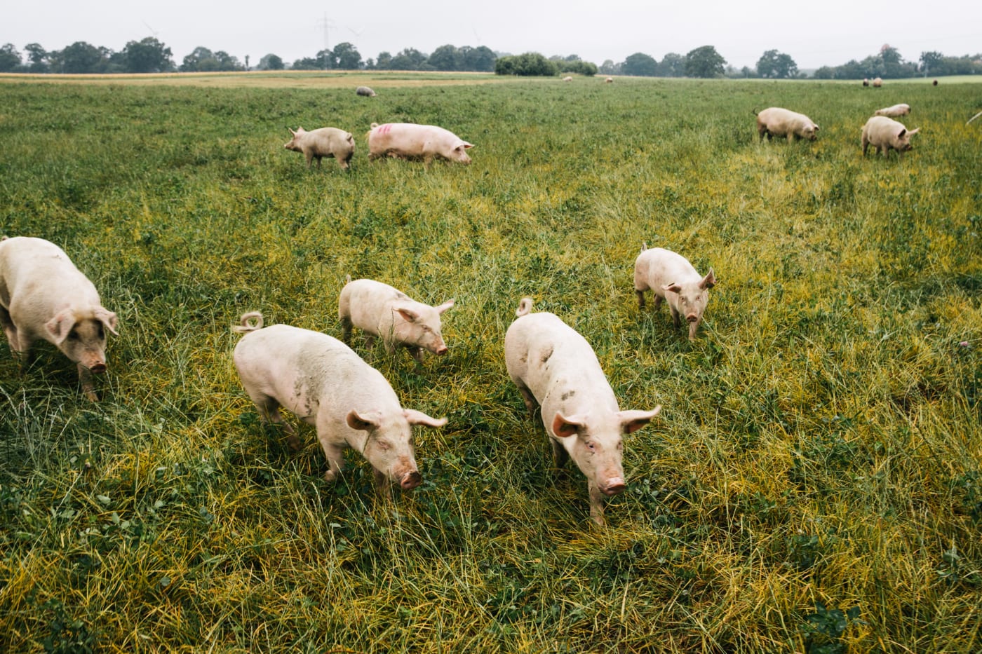 Fair zum Tier | Greenpeace Nachrichten