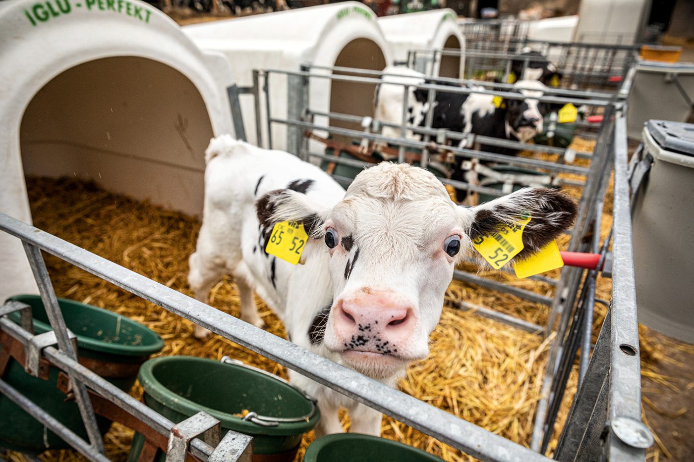 Das Rind muss an die frische Luft | Greenpeace Nachrichten